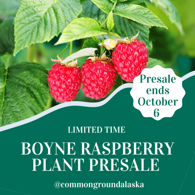 BOYNE RASPBERRY: 2023 Fall Plant Presale - Common Ground Alaska