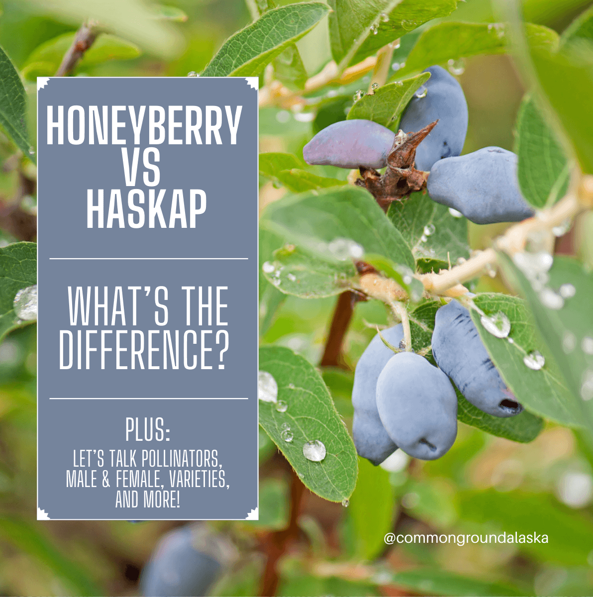 HASKAPS VS HONEYBERRIES + POLLINATORS & VARIETIES - Common Ground Alaska