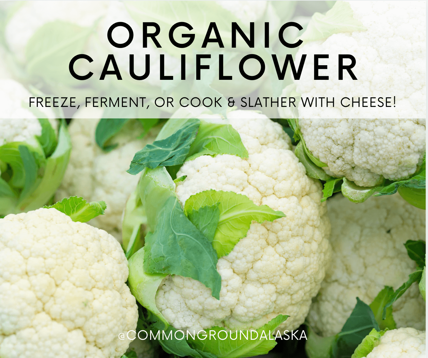 8/4/25 Organic Cauliflower - Bulk - Common Ground Alaska